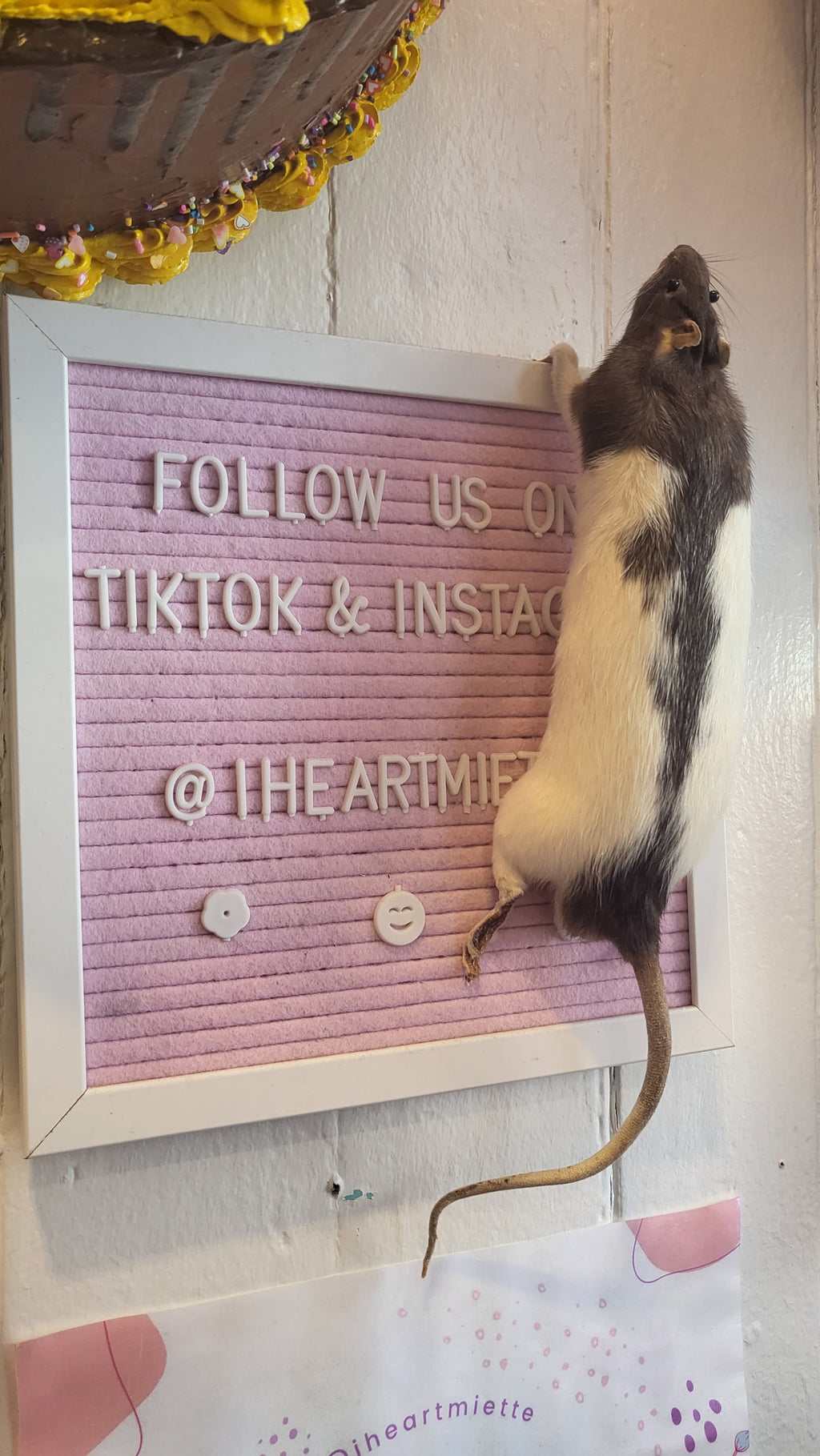 Hanging Rat Taxidermy – Miette